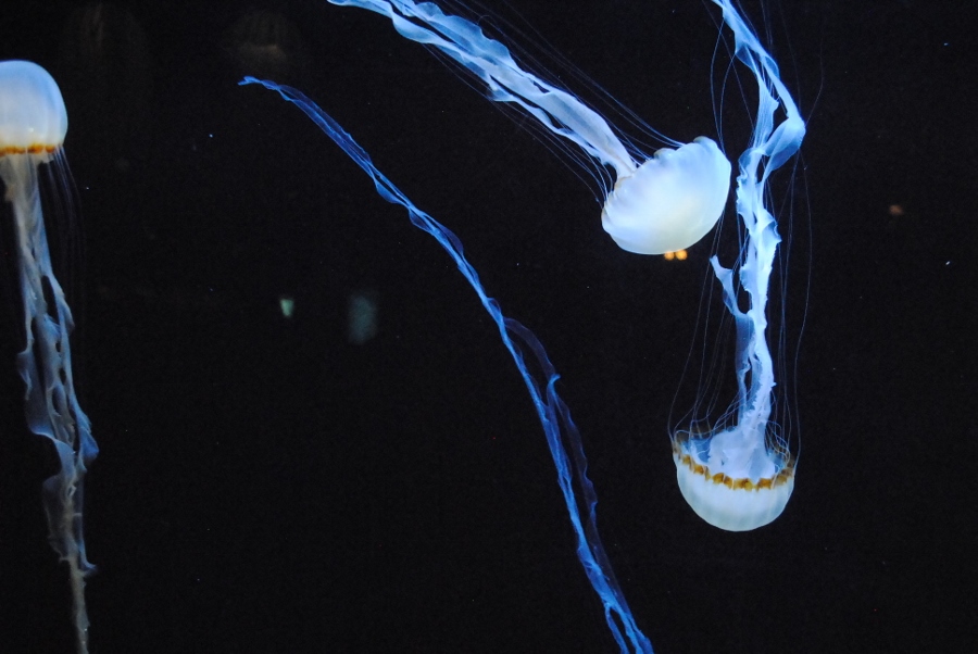 New Jellies Exhibit at Aquarium of the Pacific Explores the Mysterious ...