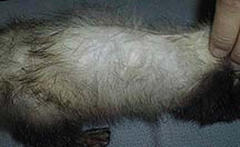 Ferret Diseases, Part 2: Adrenal Gland Disease • the Hi-lo