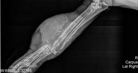 Bone Cancer in Dogs • the Hi-lo