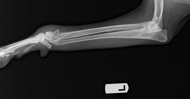 Bone Cancer in Dogs • the Hi-lo