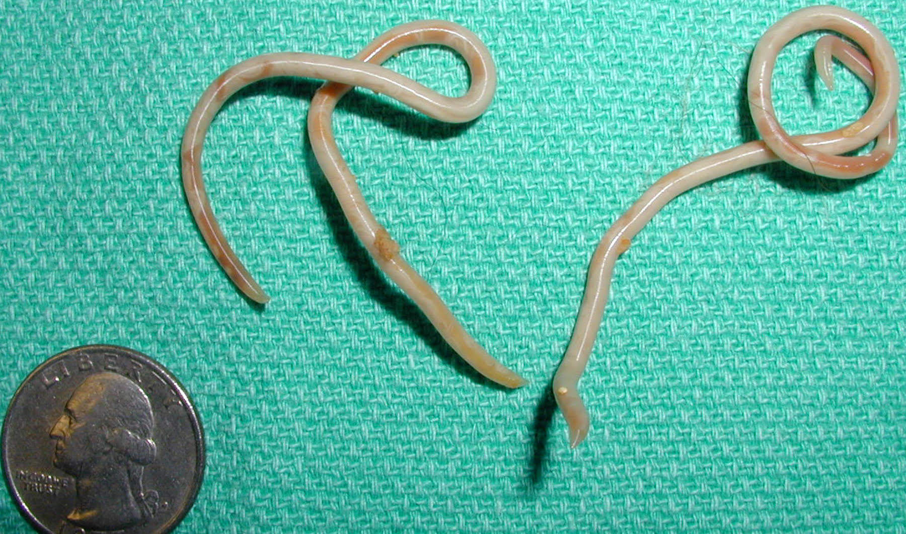 How You Can Help Us Make a Diagnosis of Your Pet’s Problem, Part 5 ...