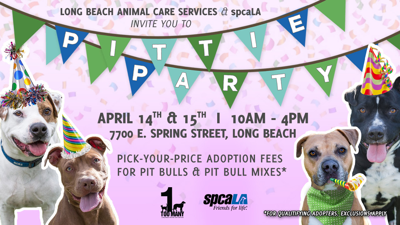 Pittie Party at P. D. Pitchford! • the Hi-lo