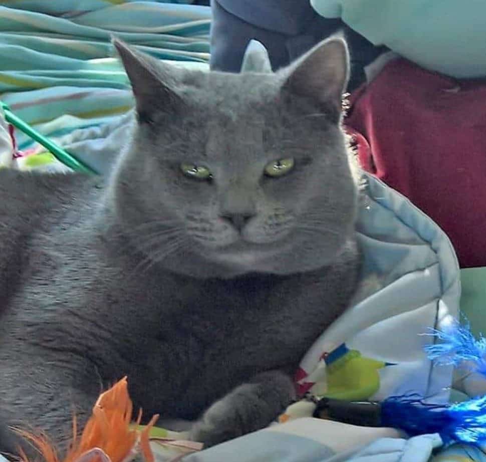 Out of the street, into your home: Zazzy Cats handles a hefty rescue ...