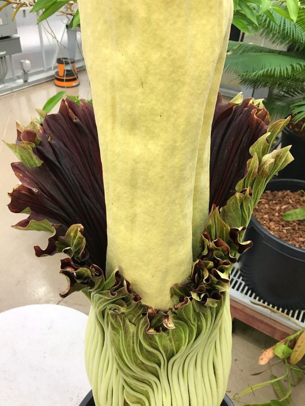 Phil the rare corpse lily has finally bloomed at CSULB • Long Beach ...
