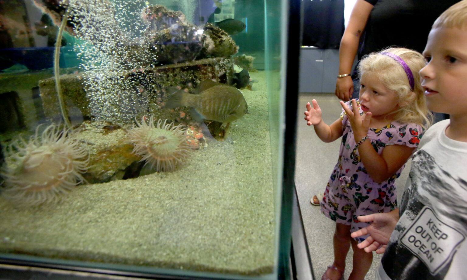 Want to see sharks, but safely? Visit the CSULB Shark Lab's open house ...