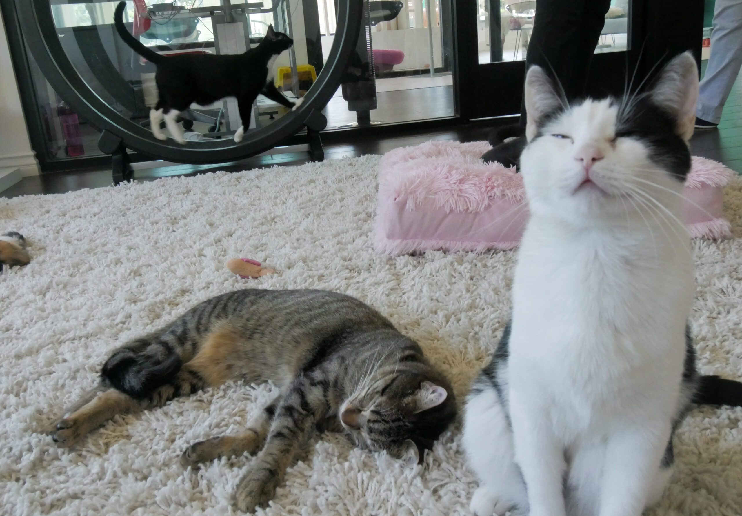 Feline Good Social Club finally open for business—and pleasure • Long ...