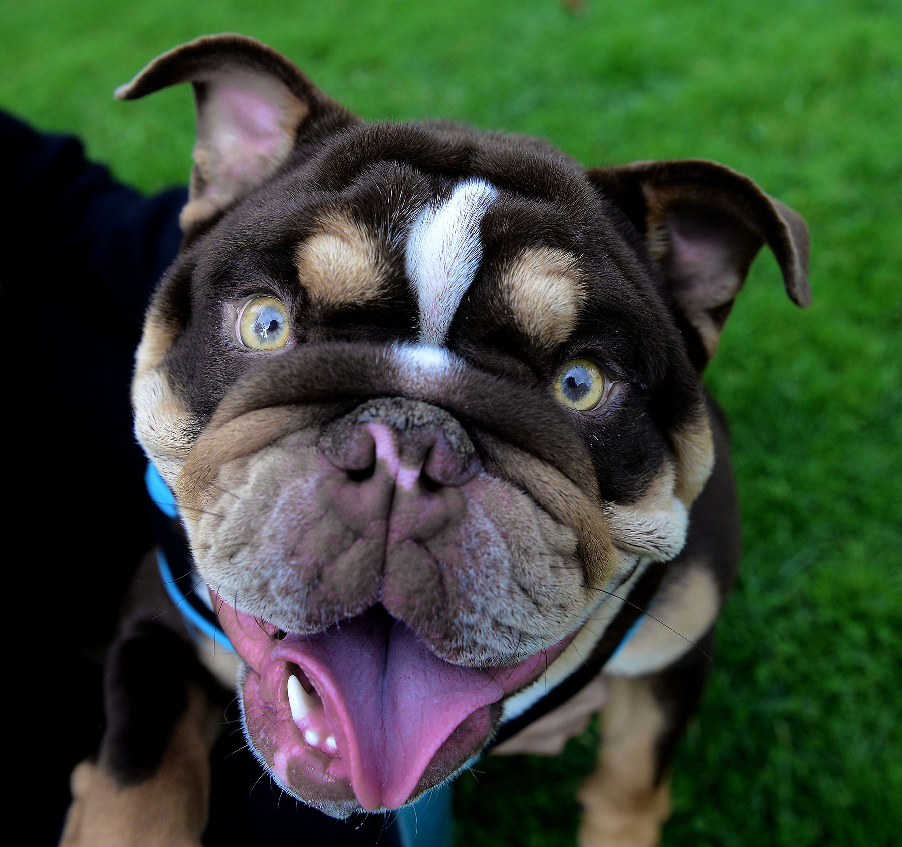 IN PICTURES: Bulldog beauty is in the eye of the beholder • Long Beach ...