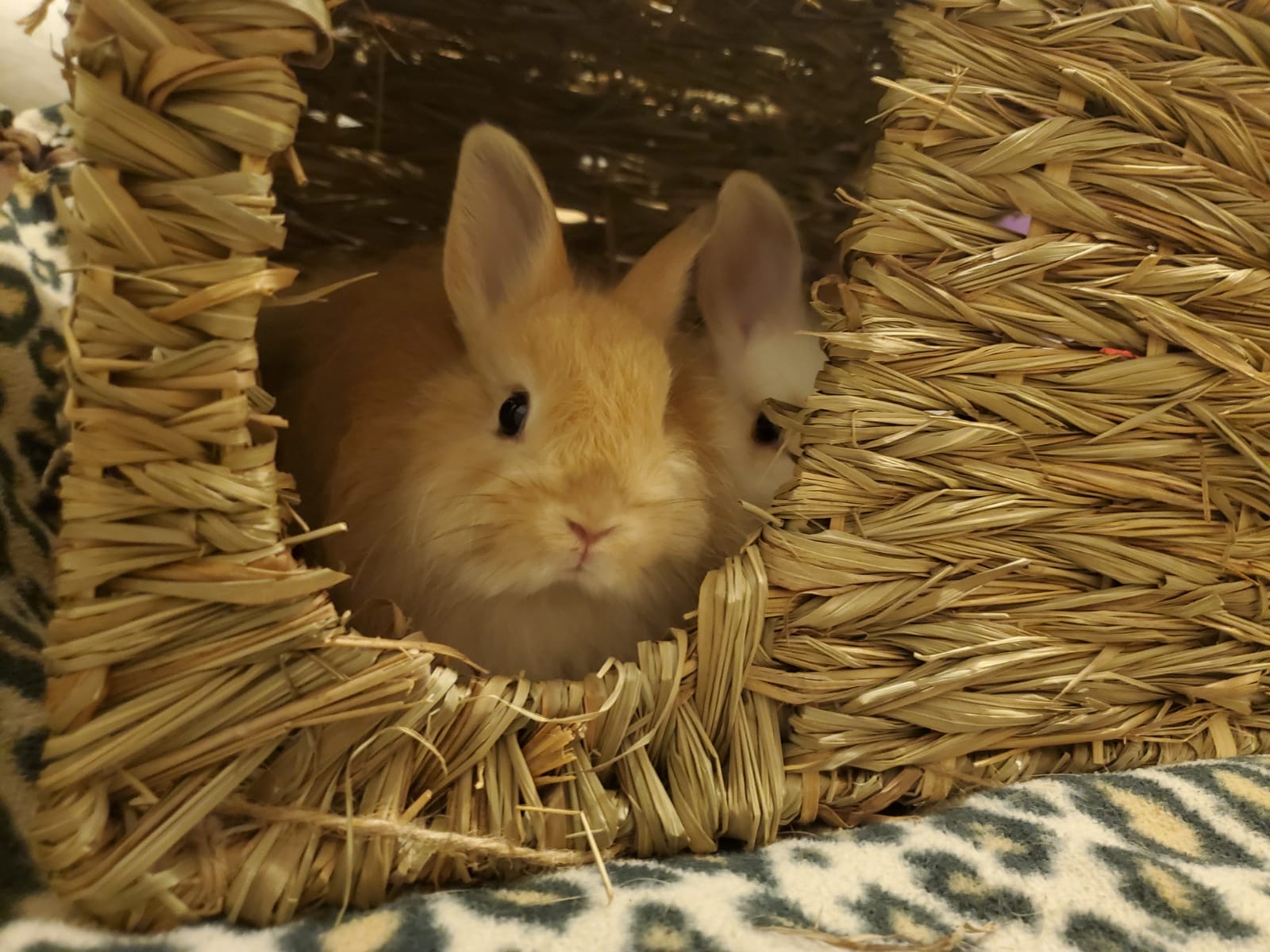 Local rabbit rescue up to its ears with 125 bunnies; Here's how you can ...
