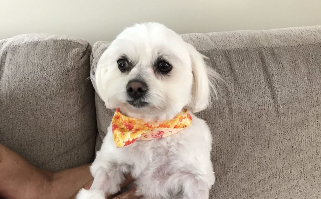 Chloe the tiny canine survived vicious abuse, but aftereffects of that ...