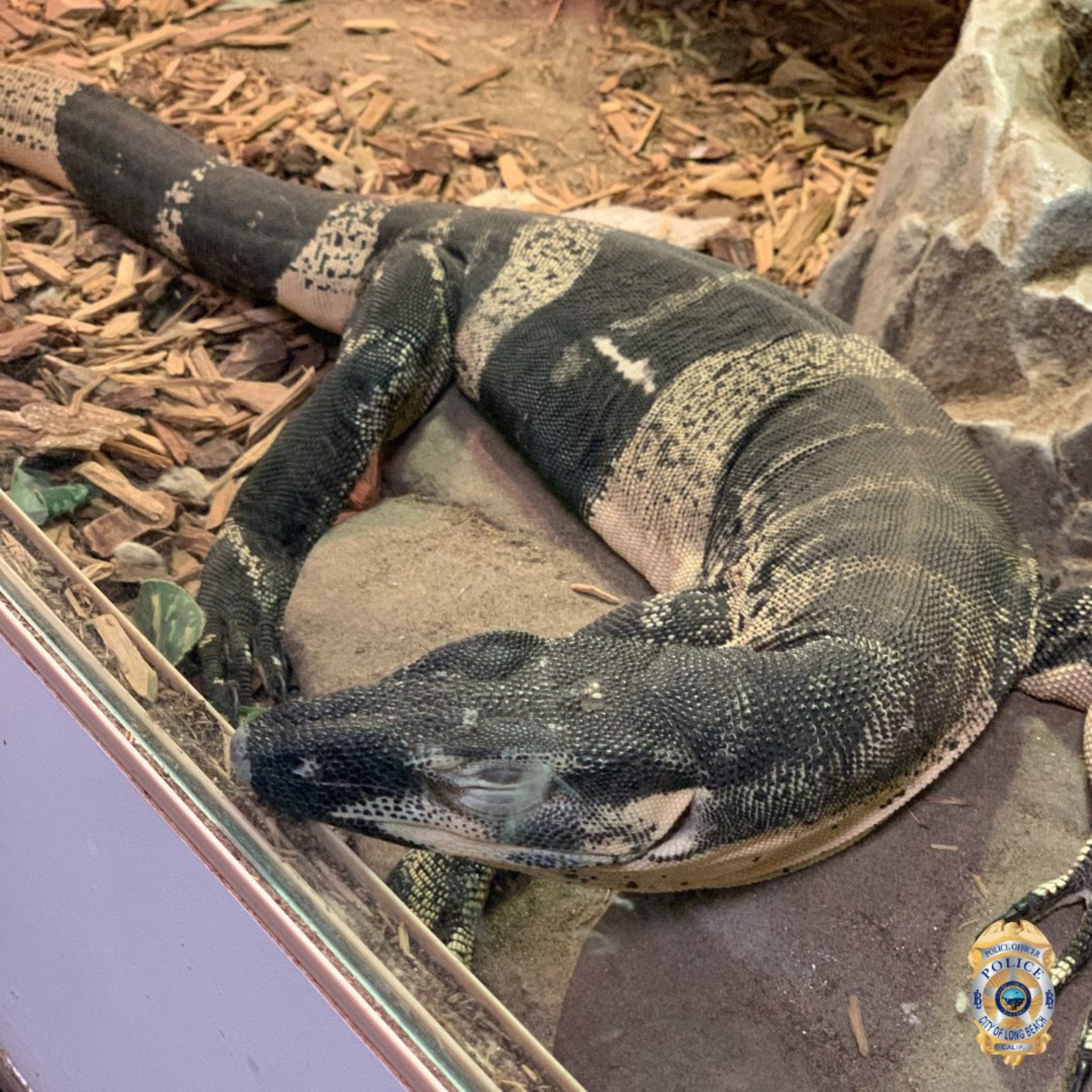 Stolen rare monitor lizards reunited with owner nearly a year after ...