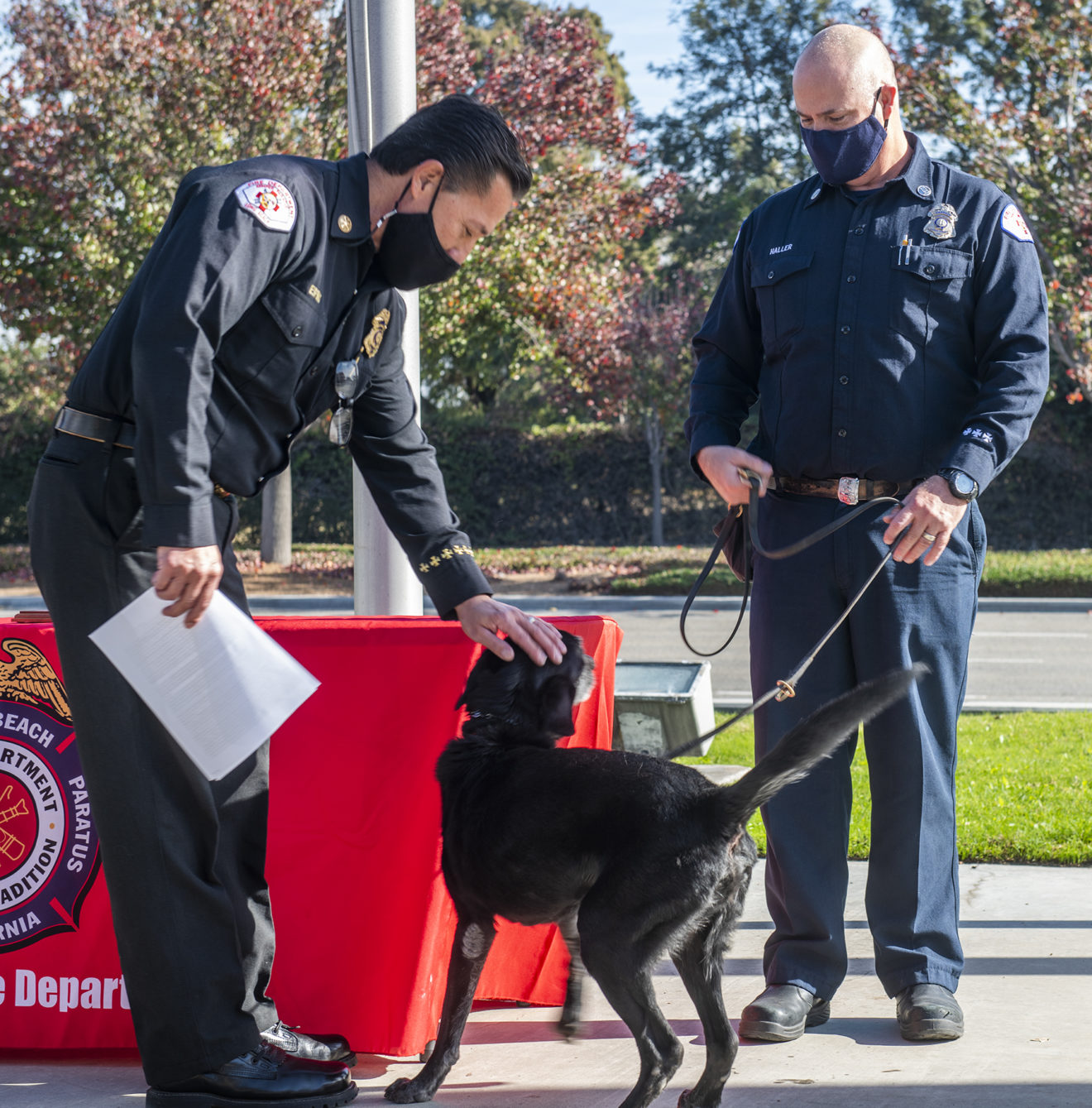 Rex, LBFD's first search and rescue dog, dies at age 14 • Long Beach ...