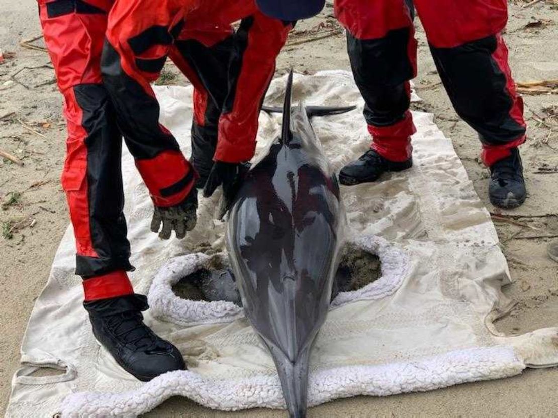 Lifeguards rescue sick dolphin washed up on Alamitos Beach • Long Beach ...