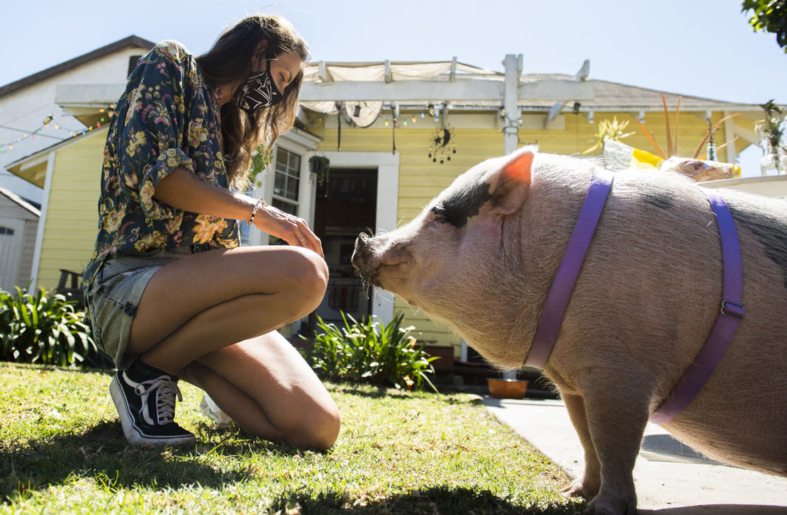 A woman's fight to save her home—and her pig • Long Beach Post News