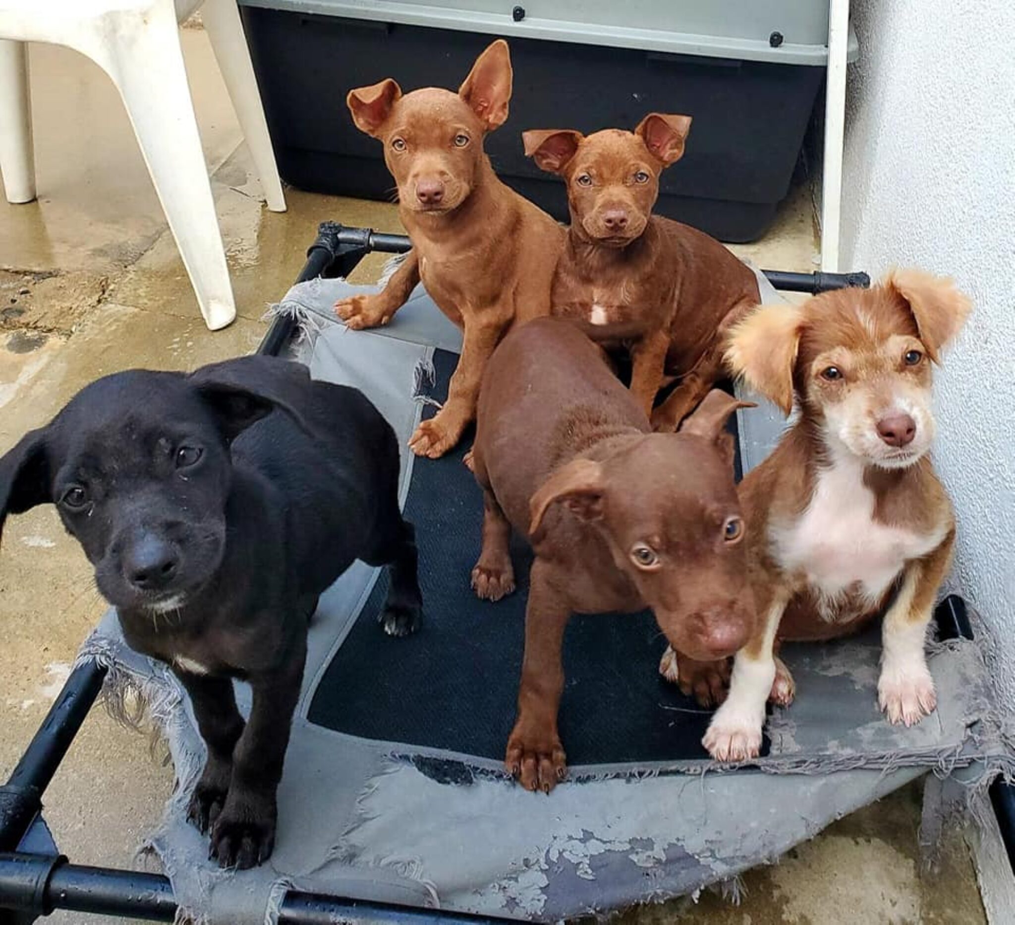 A Long Beach dog rescue helped a litter of puppies; now they're ready ...