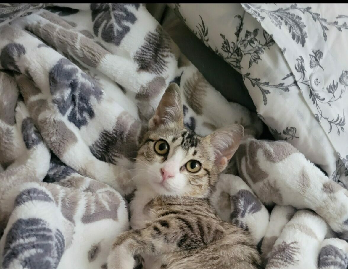 Long Beach Little Paws Project celebrates expansion with open house ...