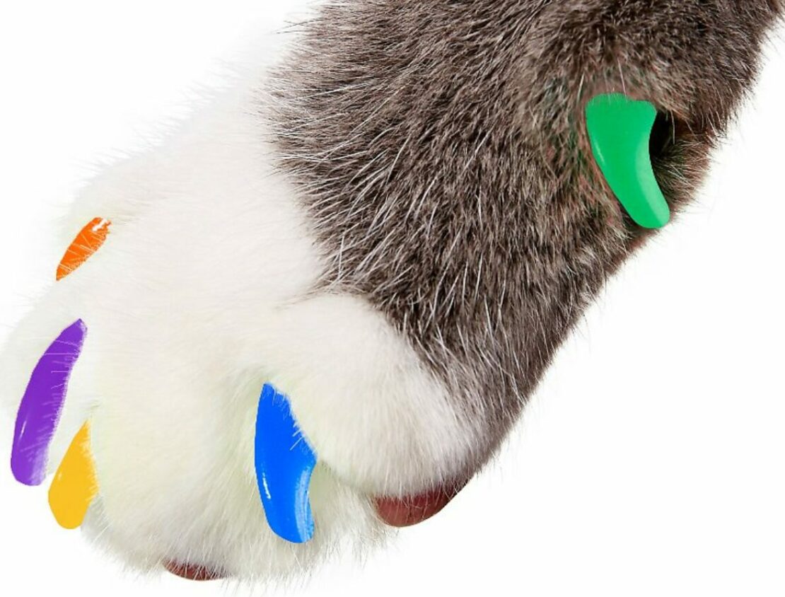 Why you should not declaw your cat • Long Beach Post News