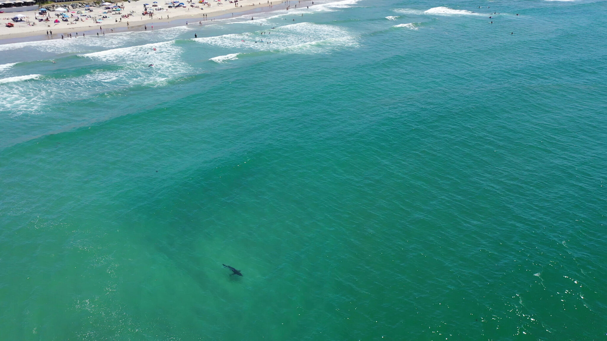 Just keep swimming: CSULB study shows sharks, humans can share ocean ...