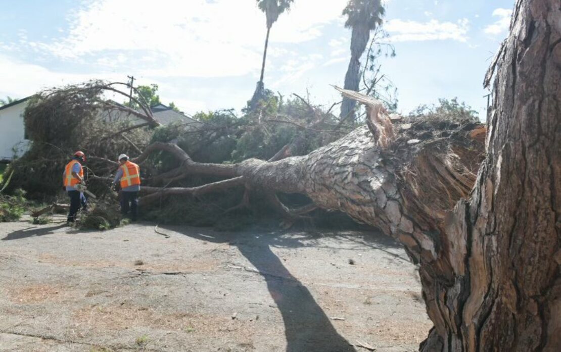 50-foot tree branch falls on street in East Long Beach neighborhood ...