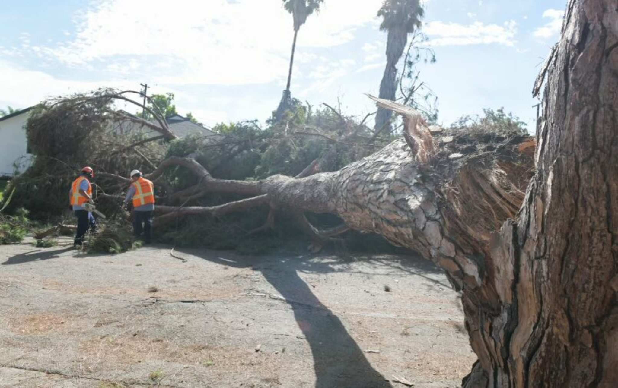 50-foot tree branch falls on street in East Long Beach neighborhood ...