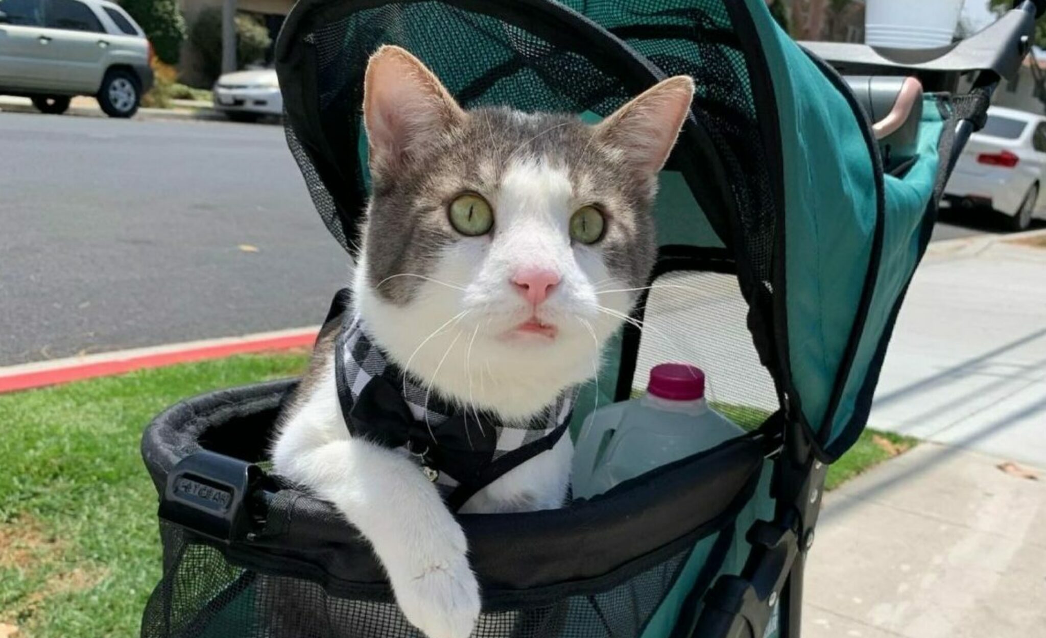 Benny the Cat's story aims to raise awareness of domestic violence to ...