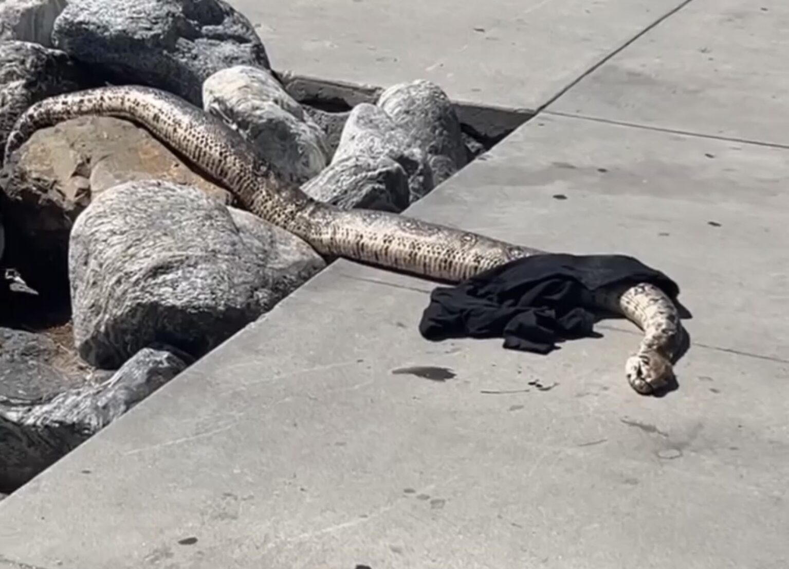 Large dead snake found near Pier Point Park • Long Beach Post News