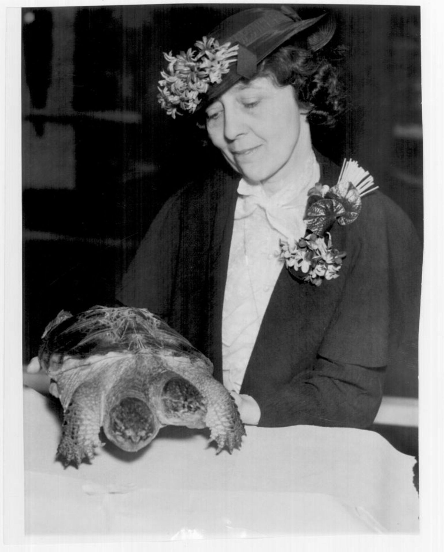 Local history: Long Beach's renowned snake whisperer, Grace Olive Wiley ...