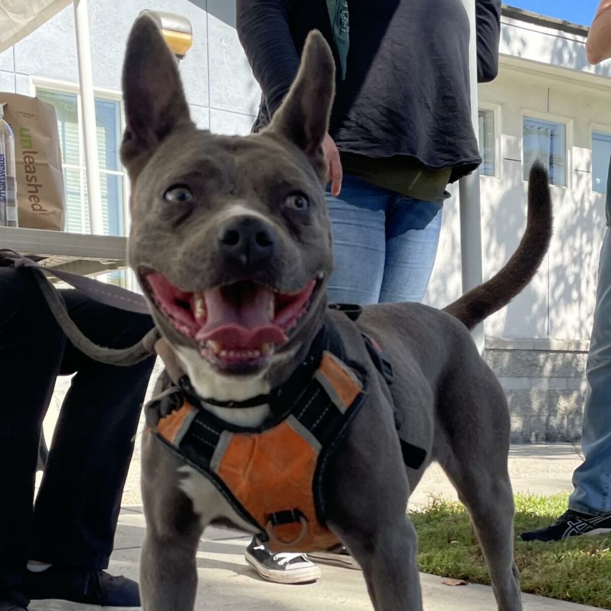 'Dawgs of LBC' is a love letter to Long Beach's streets, beaches and ...