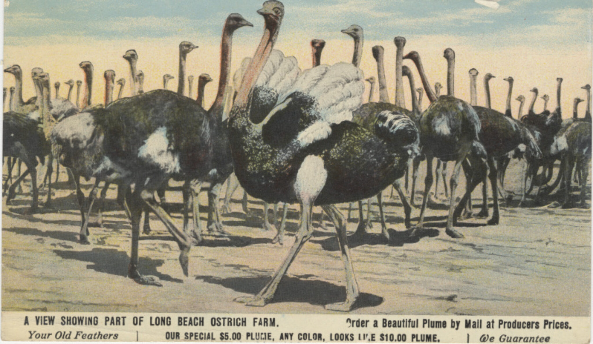Local history: The Long Beach Ostrich Farm • Long Beach Post News