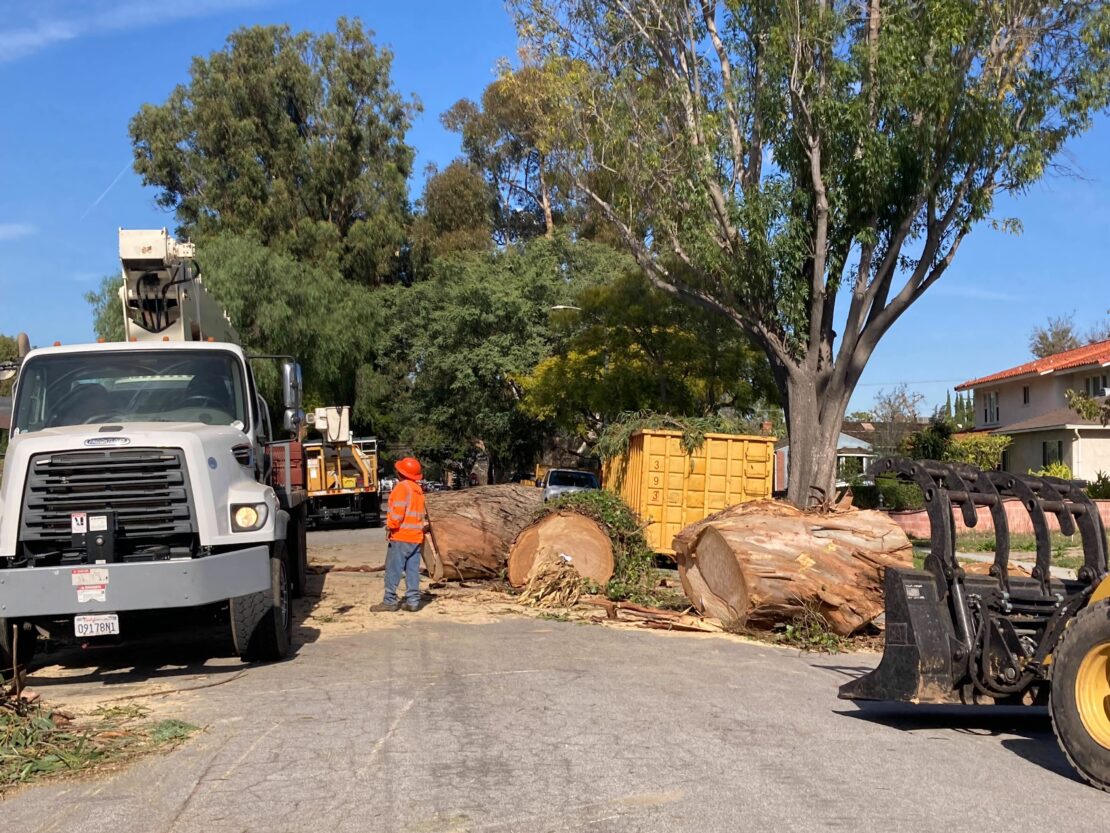 Falling trees create hazards, headaches for Long Beach residents • Long ...