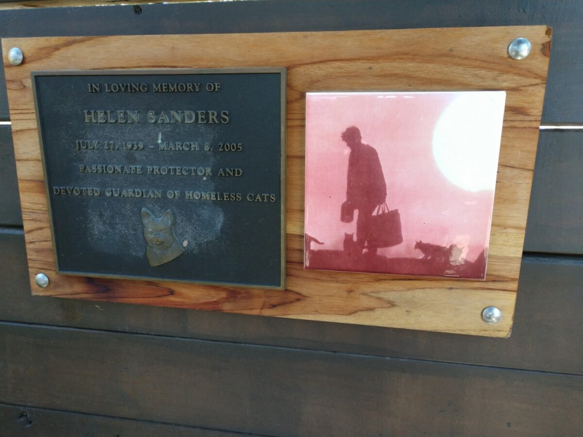 These 6 adorable kittens need new homes • Long Beach Post