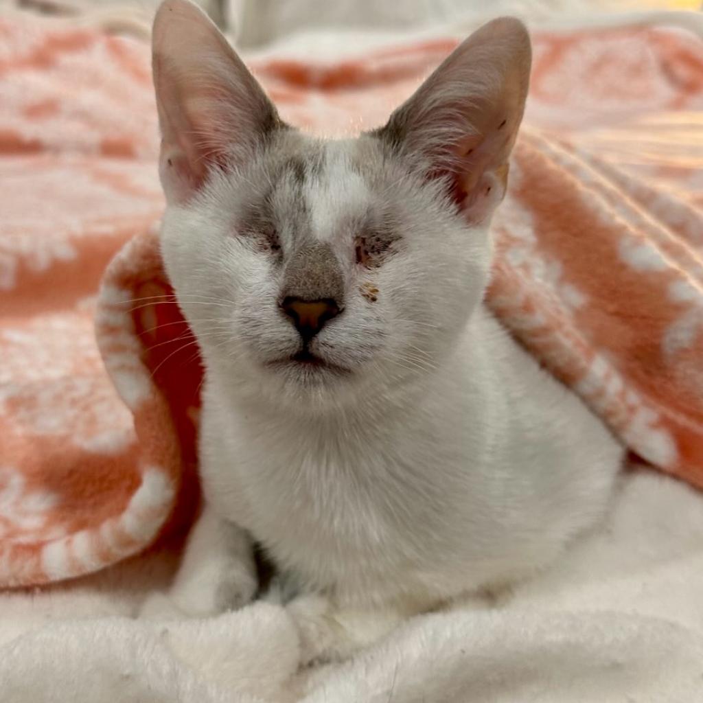 Another look at pets as gifts • Long Beach Post