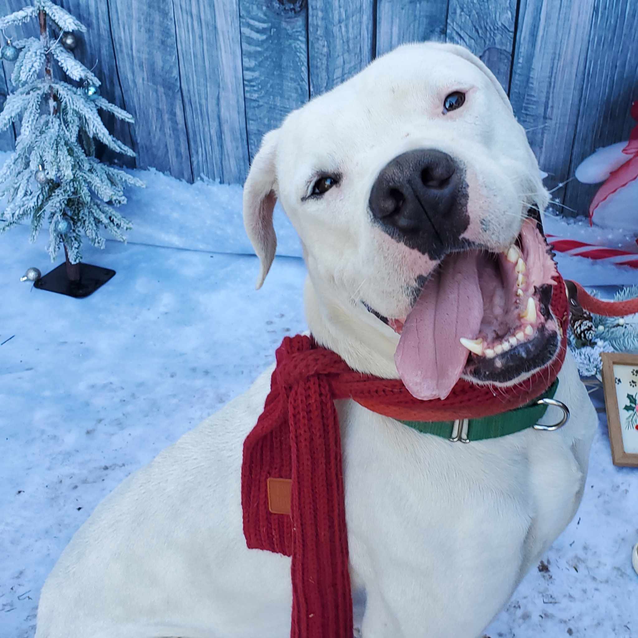 Give a shelter pet a home for Christmas • Long Beach Post