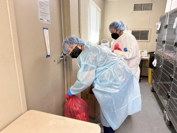 A 'ringworm spa' Christmas vacation • Long Beach Post