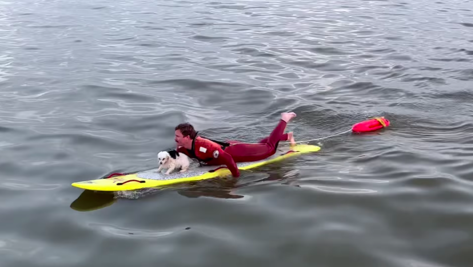 Long Beach lifeguards rescue small dog who was swimming out to sea ...