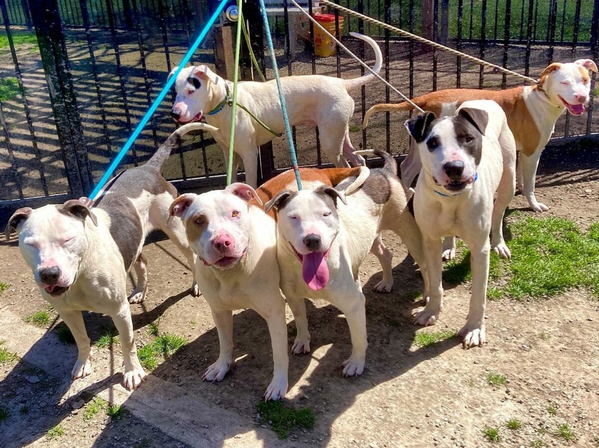 Shelter pets return to City Council agenda • Long Beach Post News