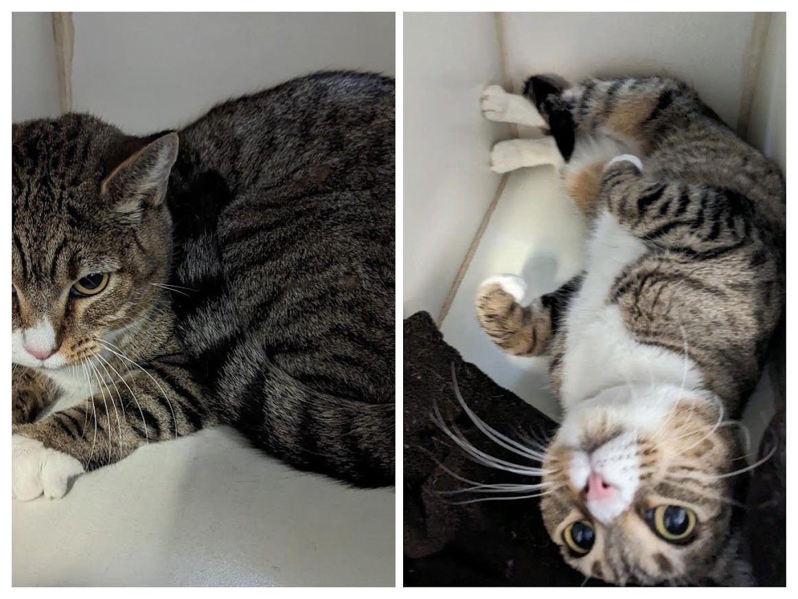 It's kitten season—again. Help us bail out the flood of cats! • Long ...