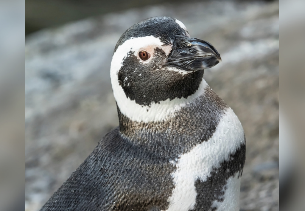 Fisher, Aquarium of the Pacific's 'sweet and gentle' Magellanic penguin ...