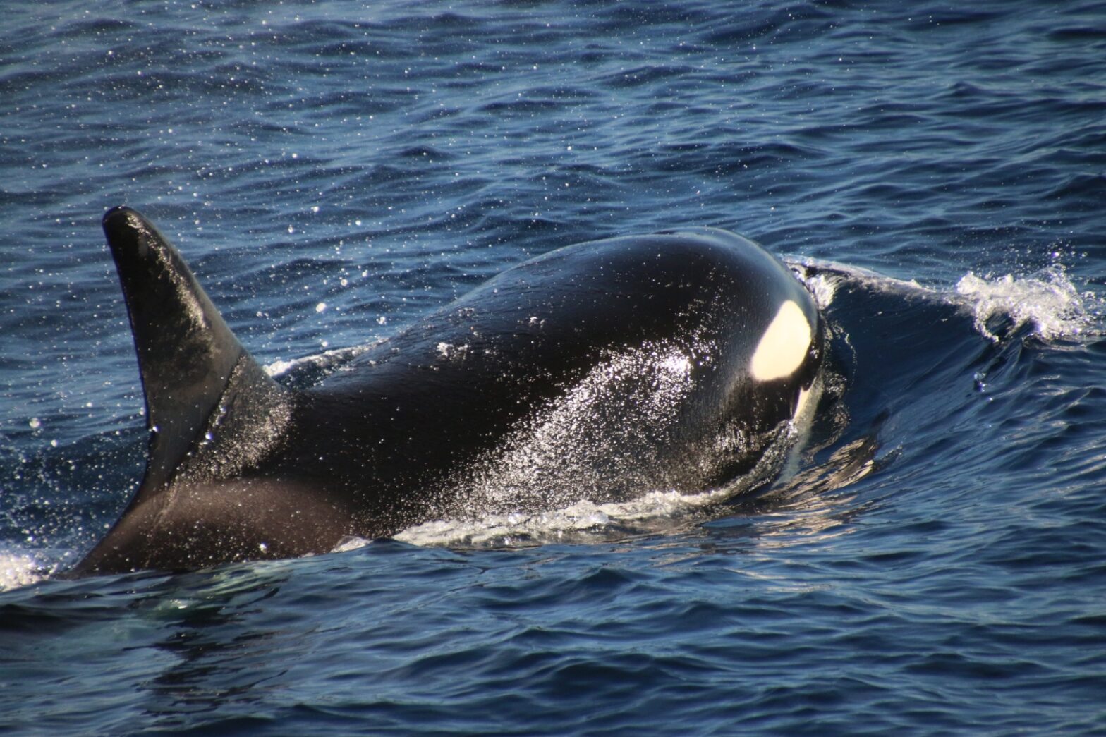 Video: Rare sight of killer whales off Long Beach's coast • Long Beach ...