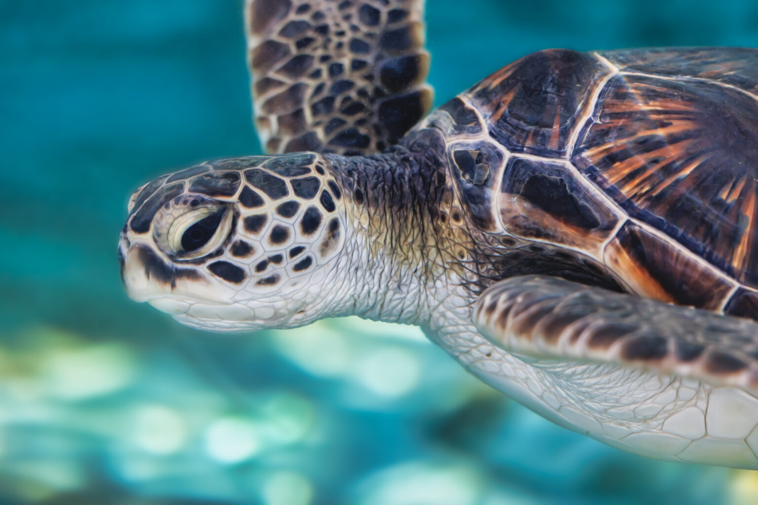 A rescued, endangered sea turtle is being nursed back to health at ...