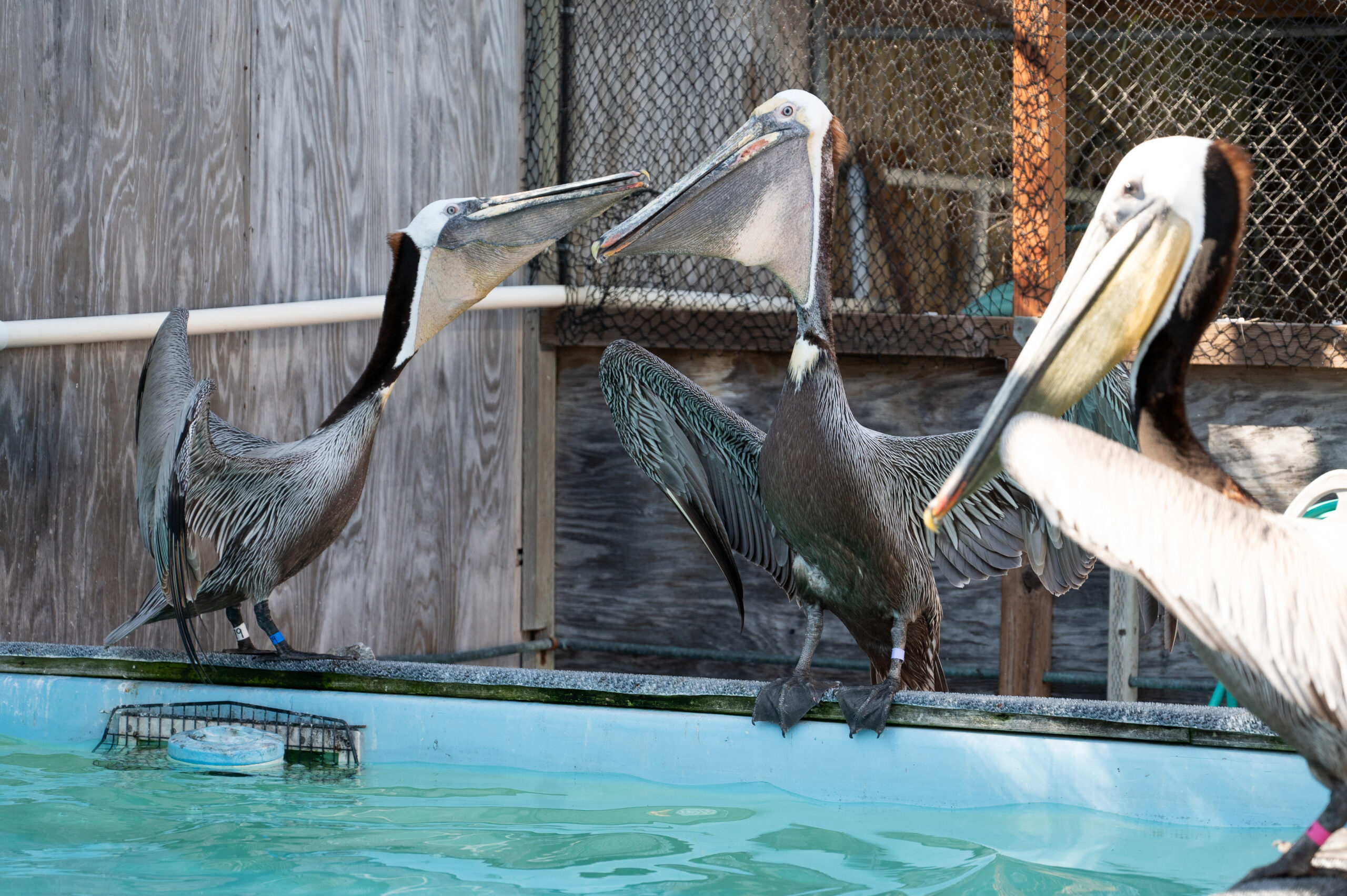 A pelican who needed 500 stitches to fix its slashed pouch is now ...