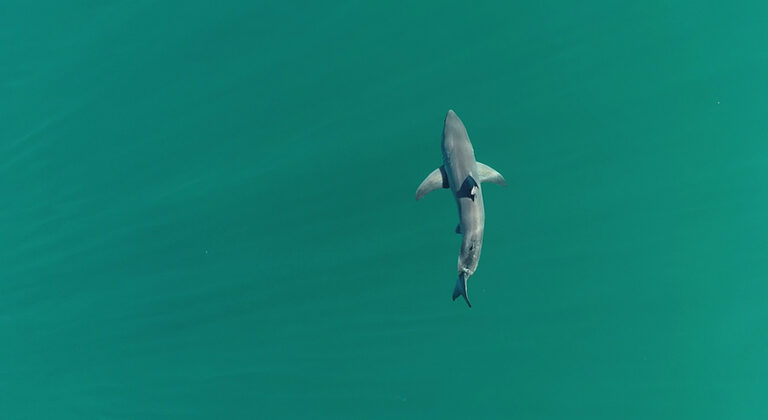 CSULB Shark Lab’s early warning system is in danger; they’re asking for ...