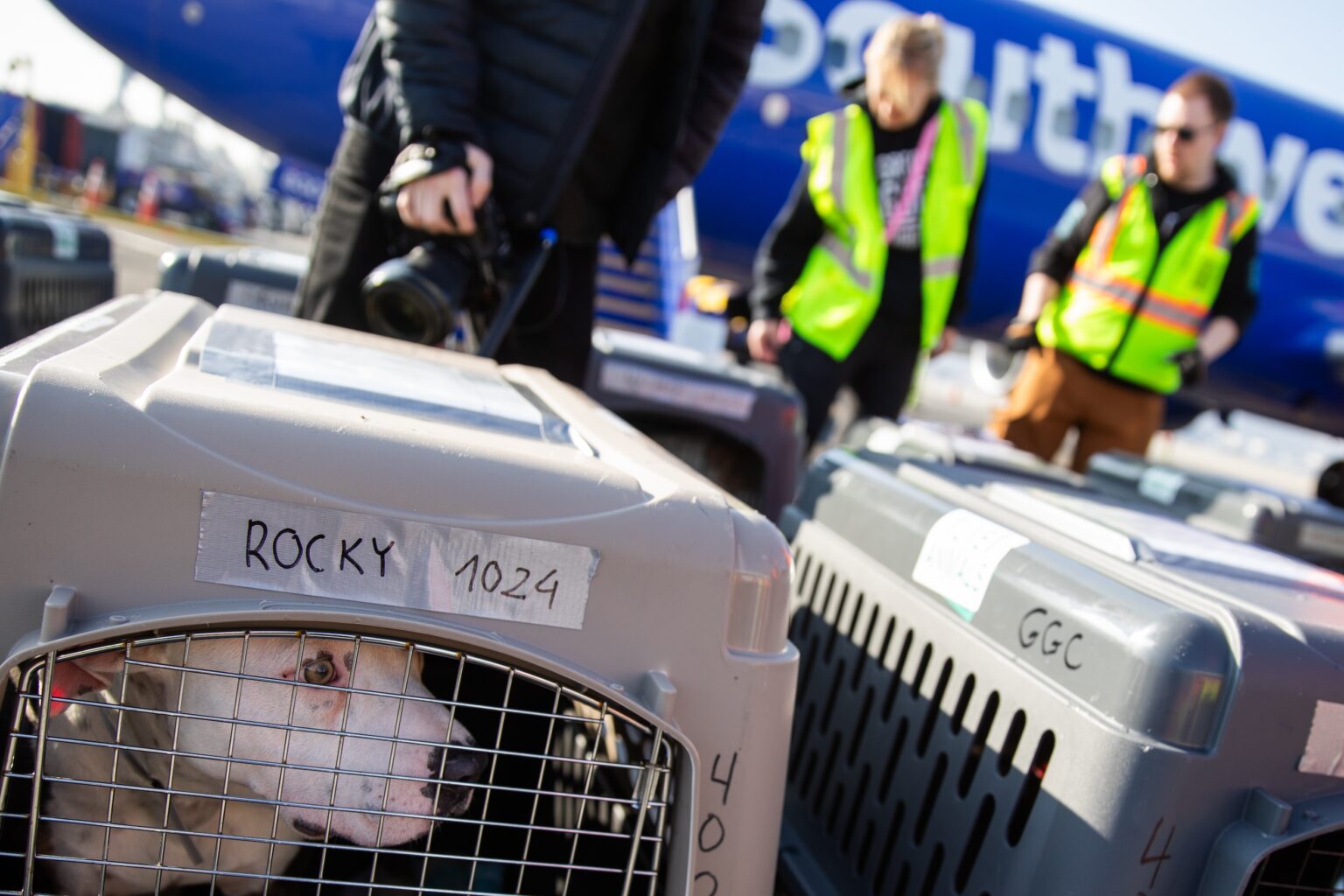 Airlift gives more than 100 pets a new lease on life in Oregon • Long ...