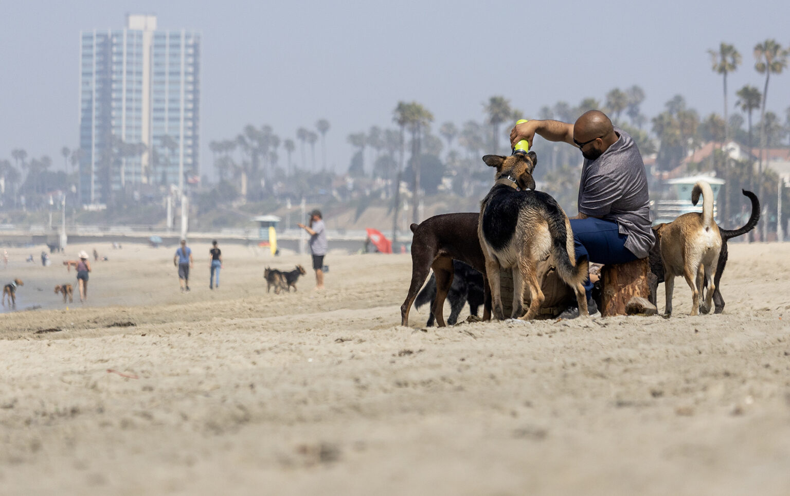 Things to do in Long Beach this weekend — including a Mutt Run and Bluegrass + Beethoven fusion ...