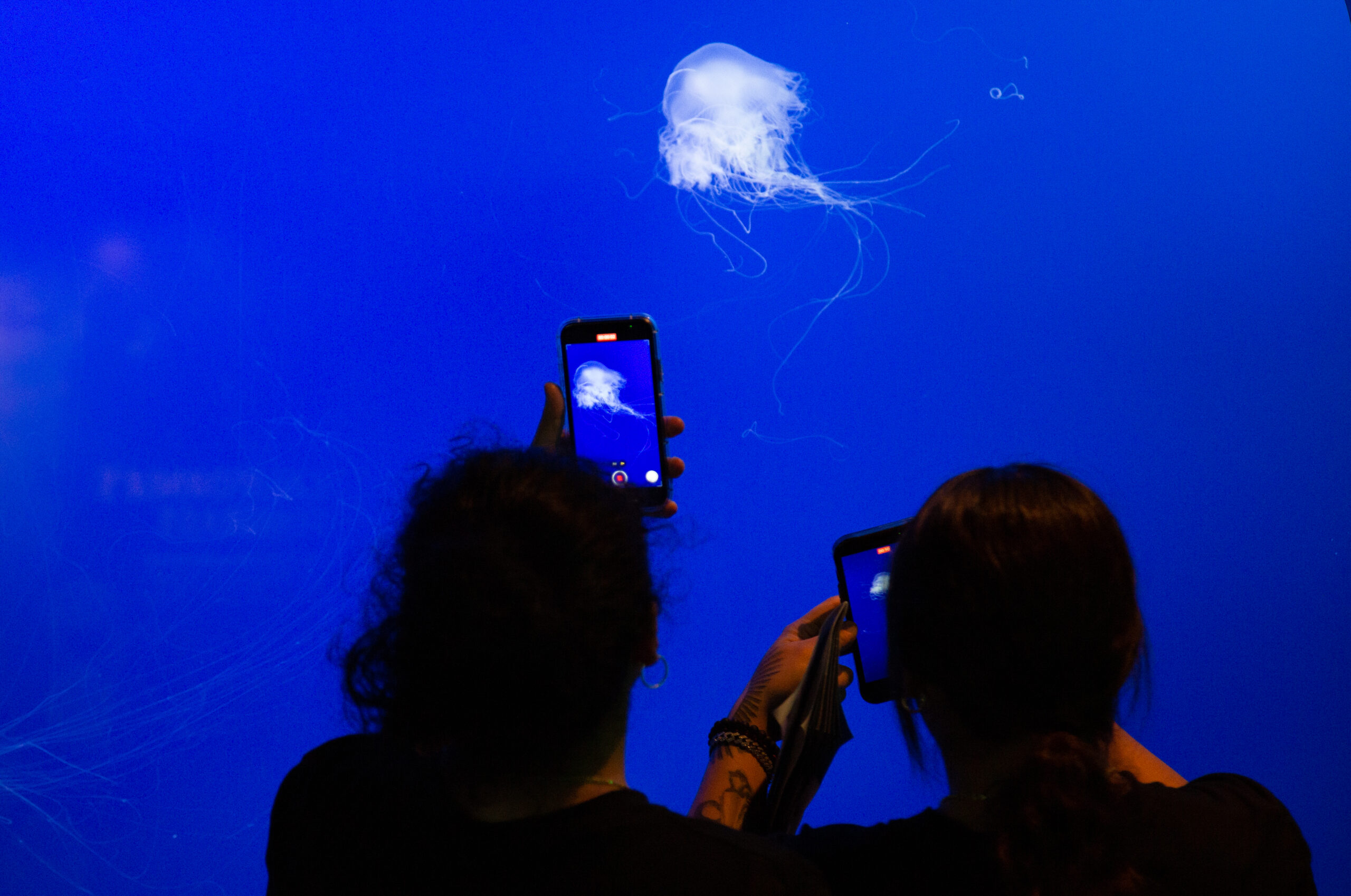 As it turns 25, Aquarium of the Pacific debuts revamped gallery focused ...